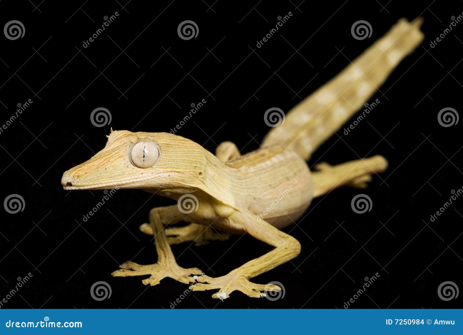 Gecko Alineado De La Cola De La Hoja Foto de archivo - Imagen de geco ...