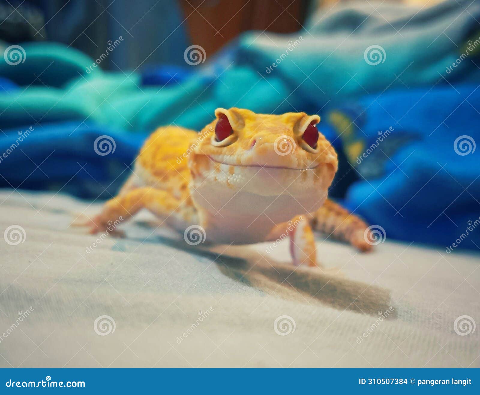 Gecko Animal Smile Cute Lizard Stock Photo - Image of insect, cute ...