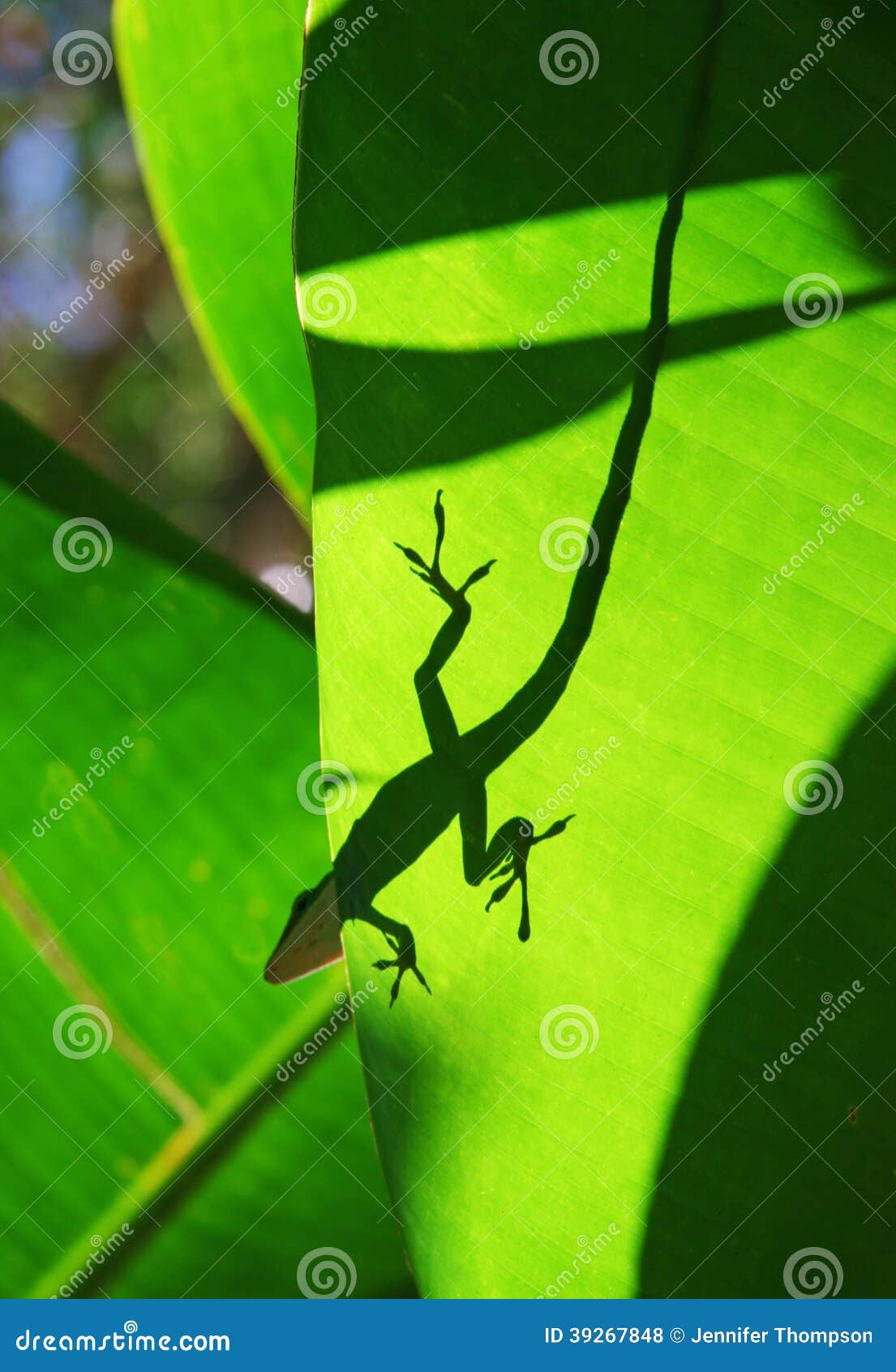 Gecko stock photo. Image of plantlife, hawaii, foliage - 39267848