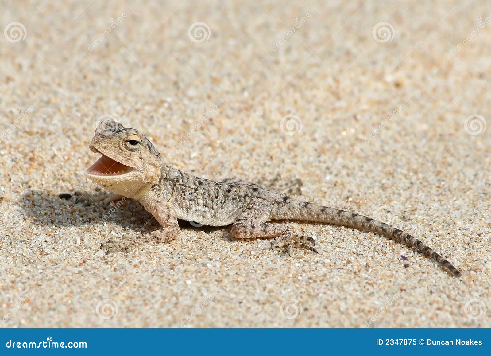 Gecko on beach stock image. Image of teeth, lizard, scales - 2347875