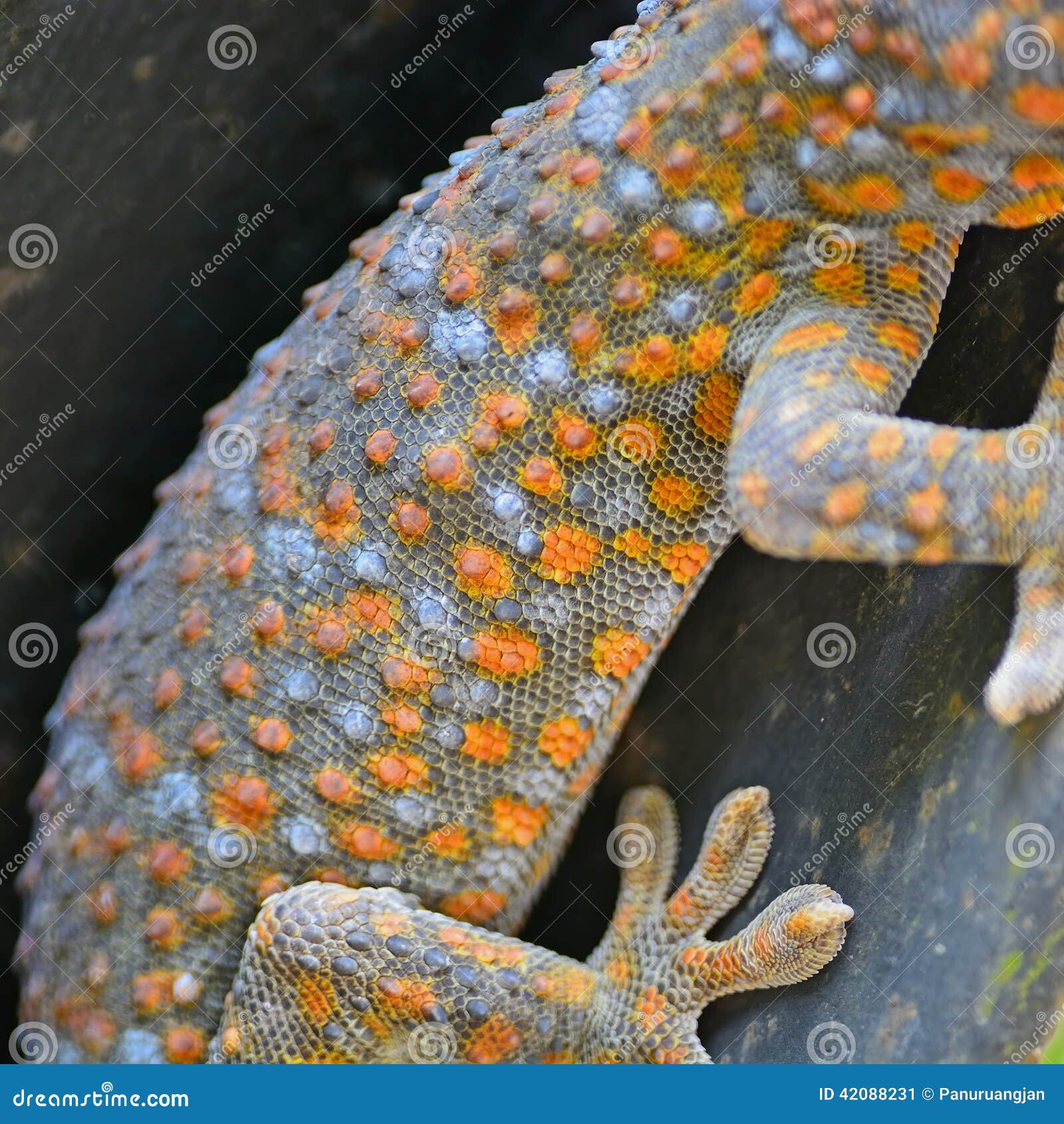 Gecko stock image. Image of pattern, wildlife, color - 42088231