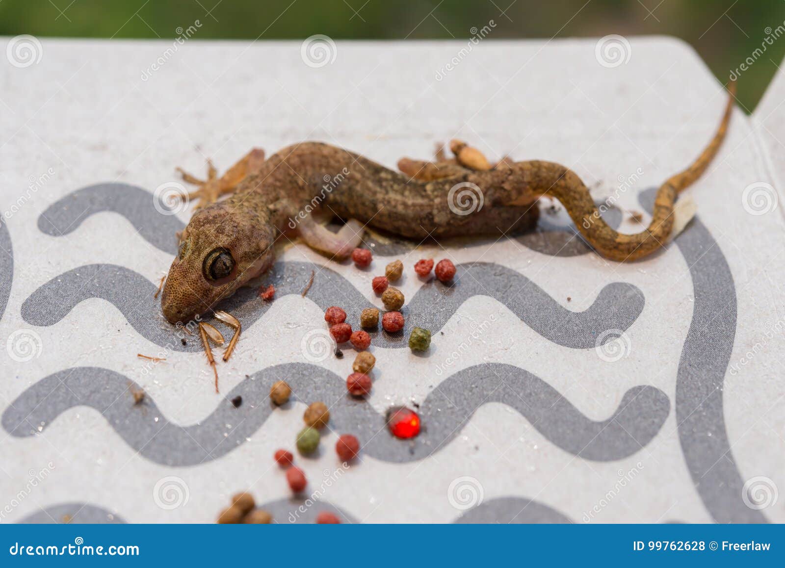 Gecko Being Caught by Paper Sticker Stock Photo - Image of catcher ...