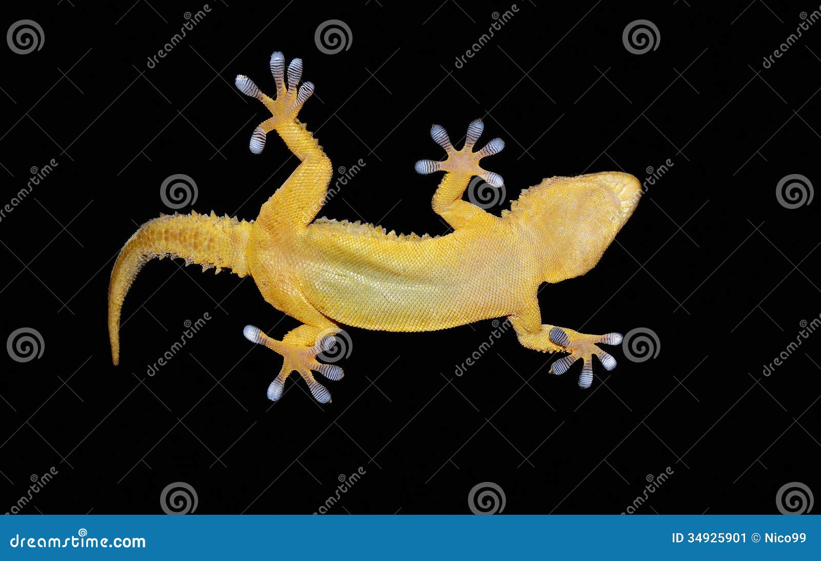 Gecko on black background stock image. Image of scale - 34925901