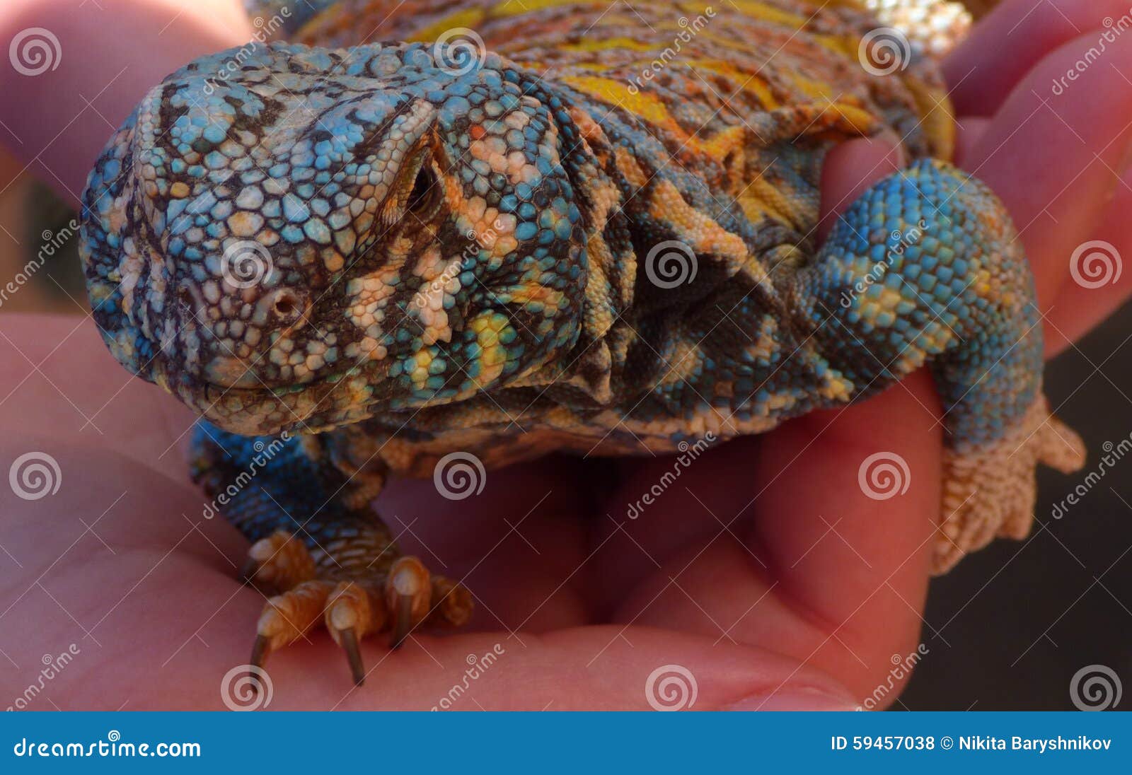 Gecko bleu et jaune photo stock. Image du gecko, griffes - 59457038