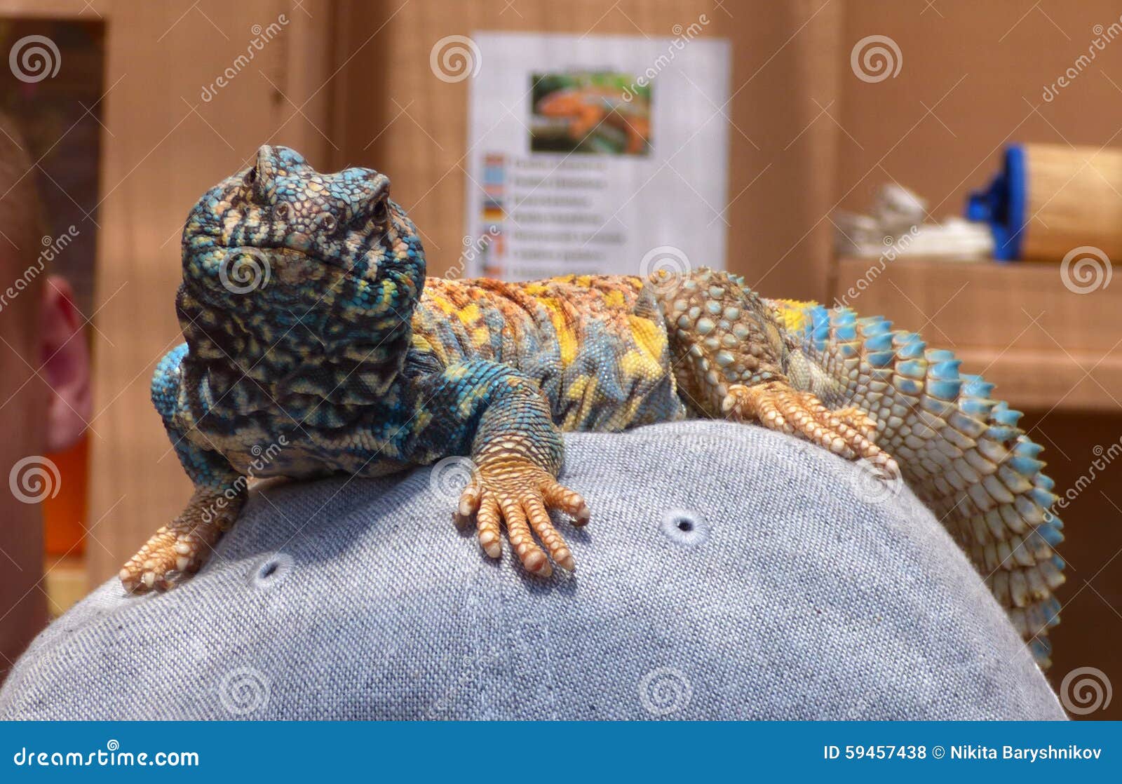Gecko bleu et jaune photo stock. Image du reptile, bleu - 59457438