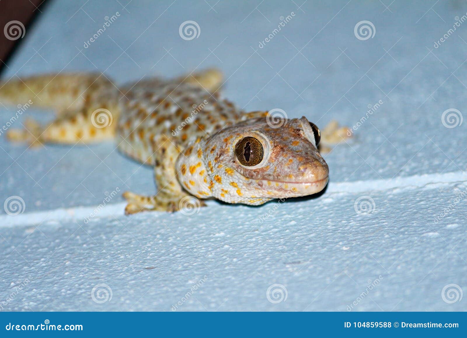 Gecko at night stock photo. Image of home, gecko, reptile - 104859588