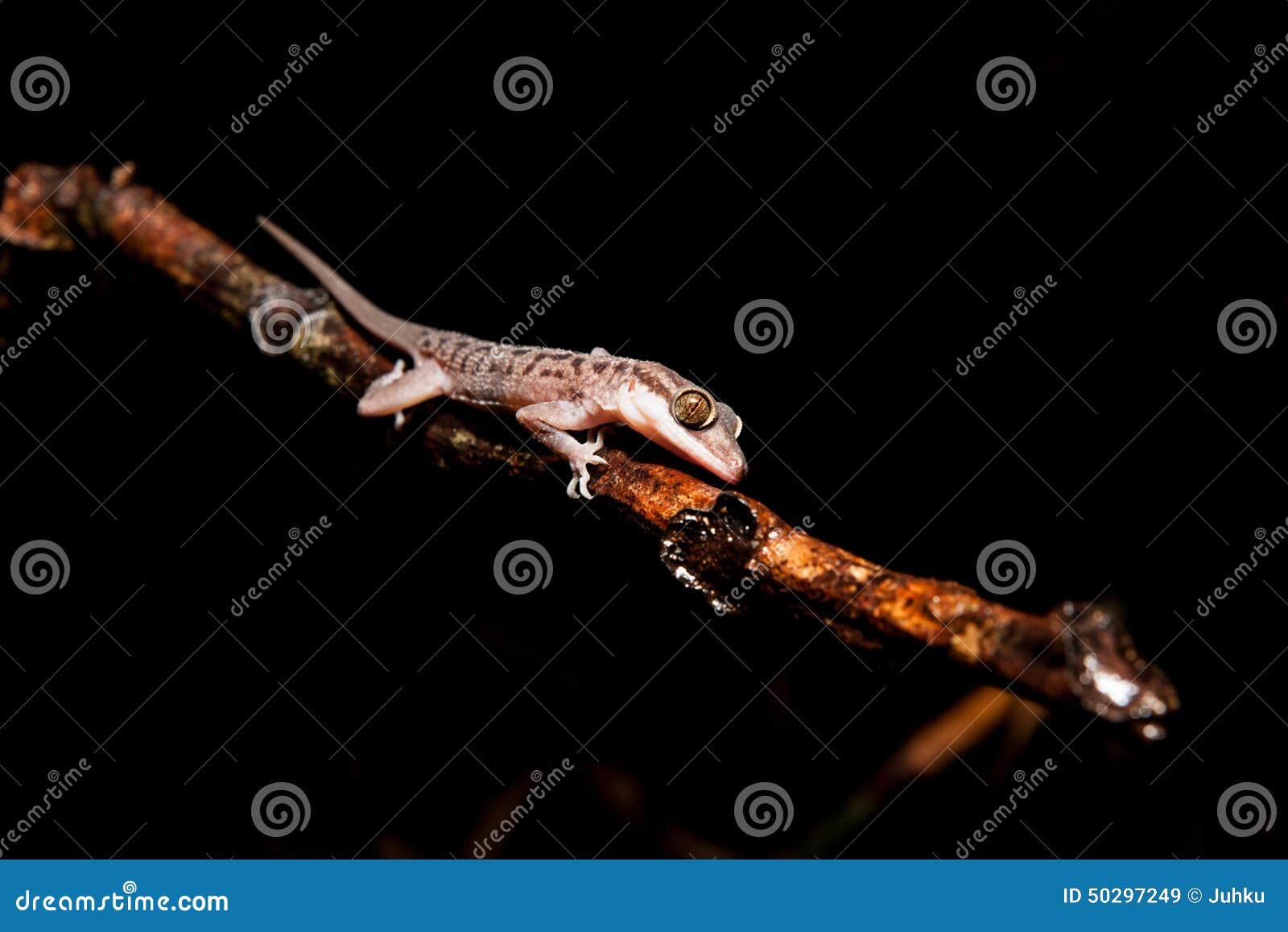 Gecko on a branch at night stock image. Image of detail - 50297249