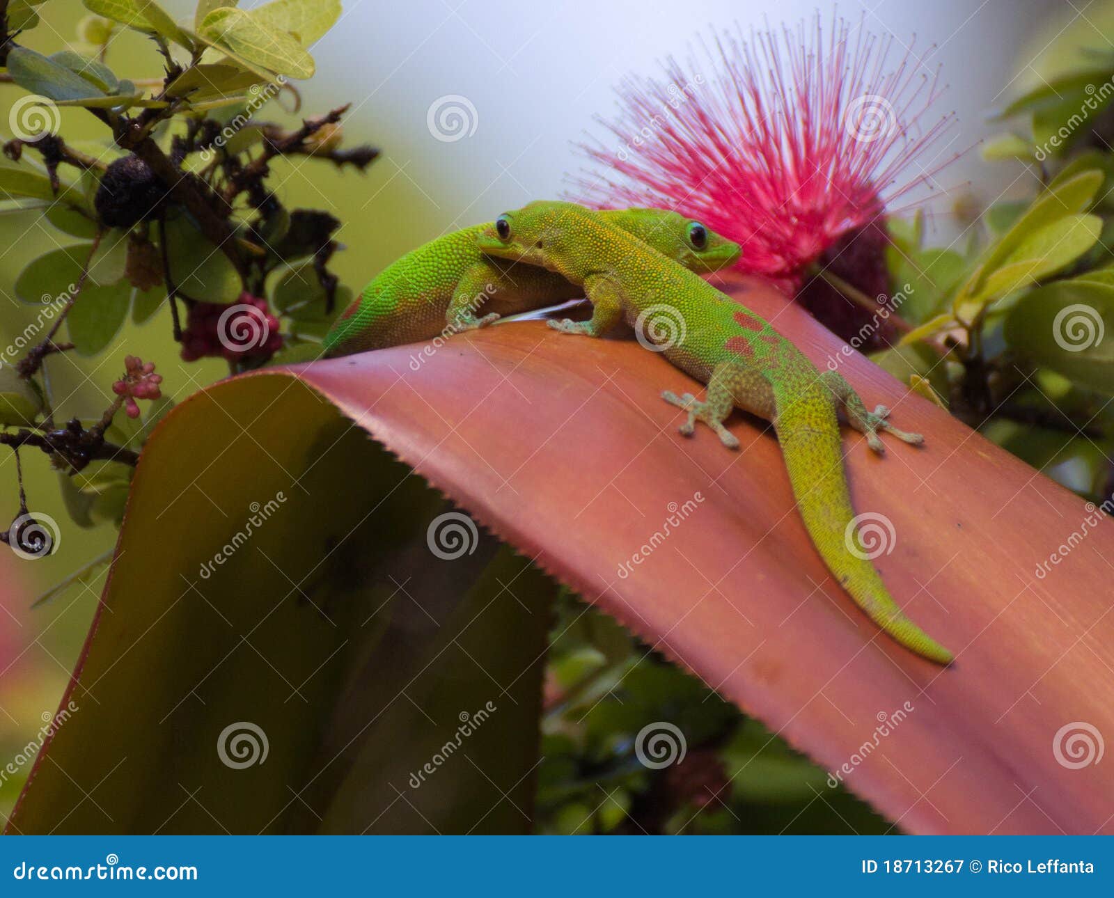 Gecko Bridge stock image. Image of leffanta, lizard, plan - 18713267