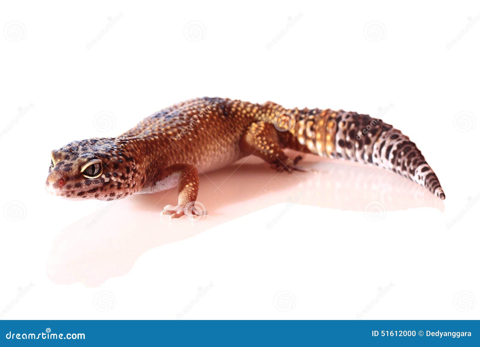 This Gecko Brightly Colored and Has a Nice Texture and for Cultivation ...