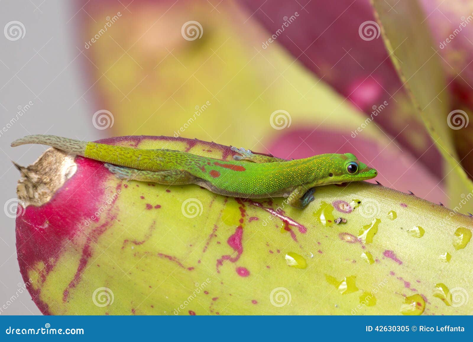 Gecko Bromeliad stock image. Image of stretching, leaf - 42630305