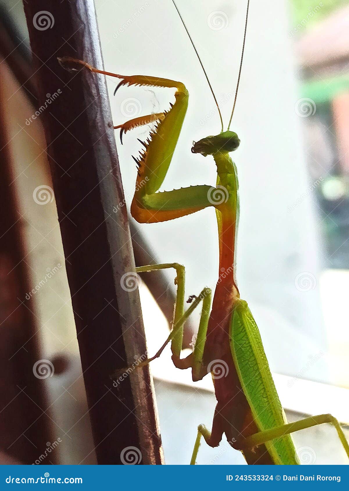 Gecko bug stock photo. Image of produce, invertebrate - 243533324