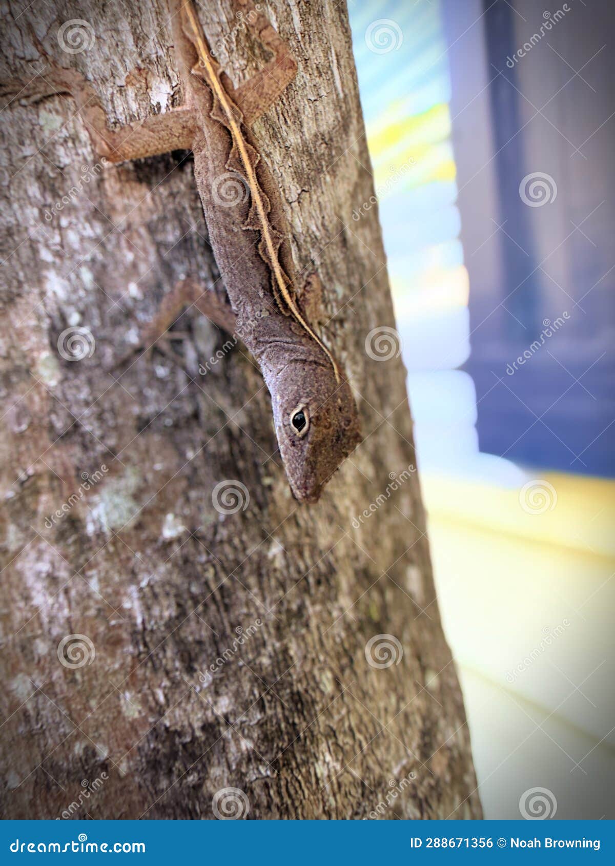 Gecko stock photo. Image of camouflage, camouflaged - 288671356