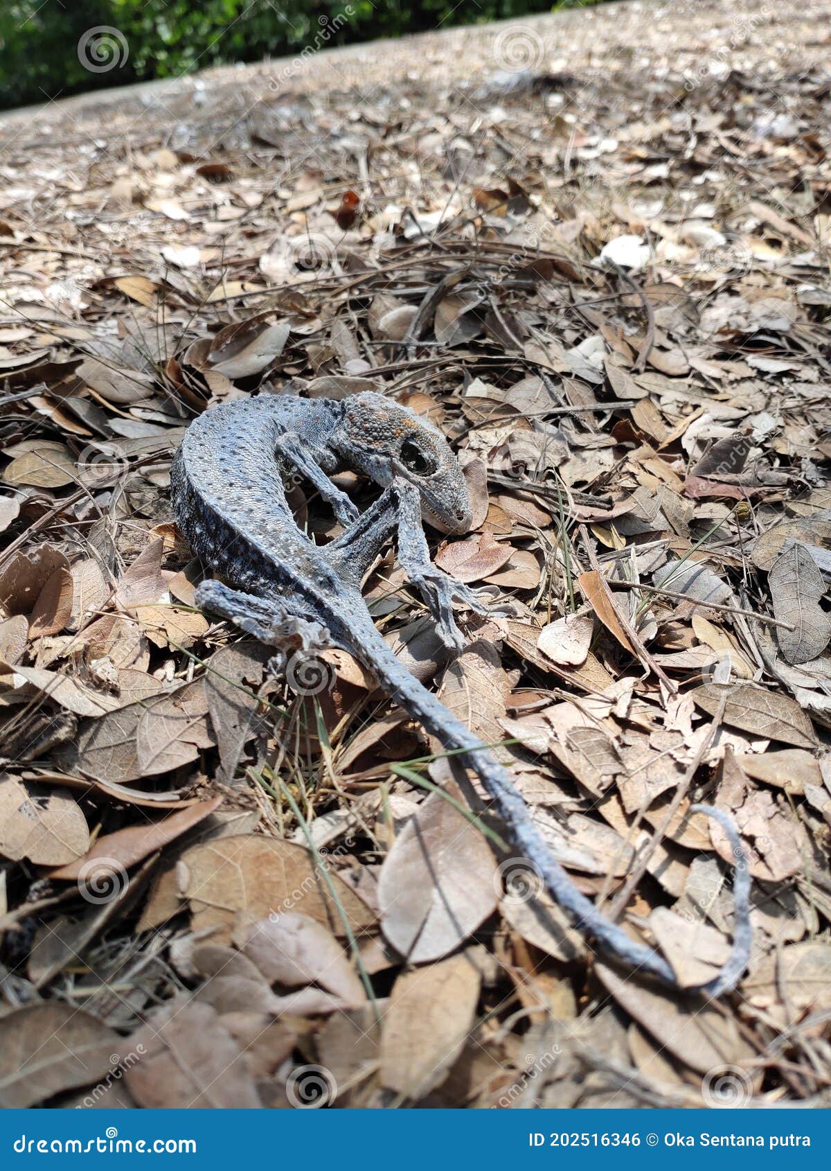 Gecko Carcass in the Grass. Stock Photo - Image of plant, rock: 202516346