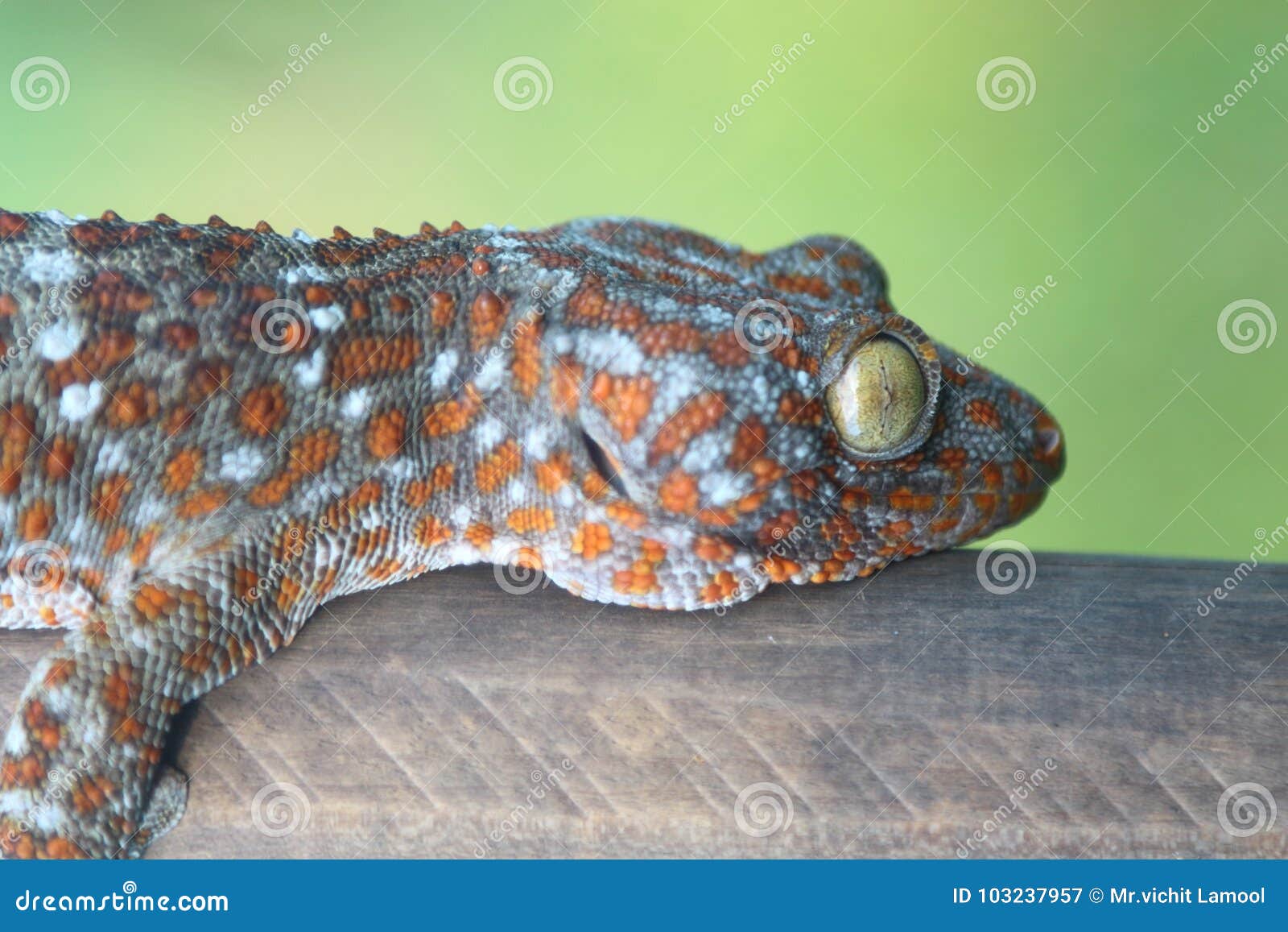 Gecko caught with wood. stock image. Image of danger - 103237957