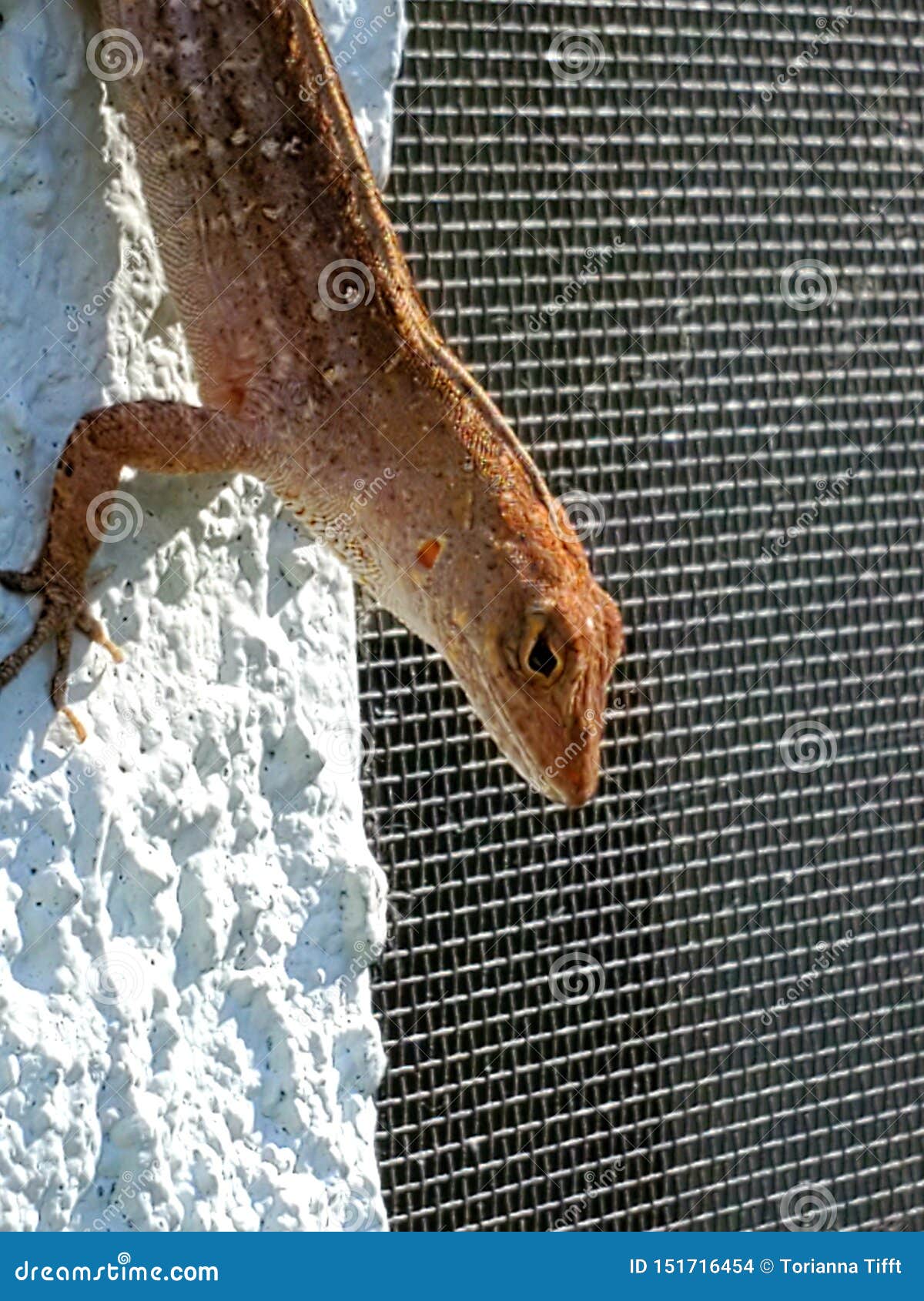 Gecko Chilling in Florida stock photo. Image of spring - 151716454