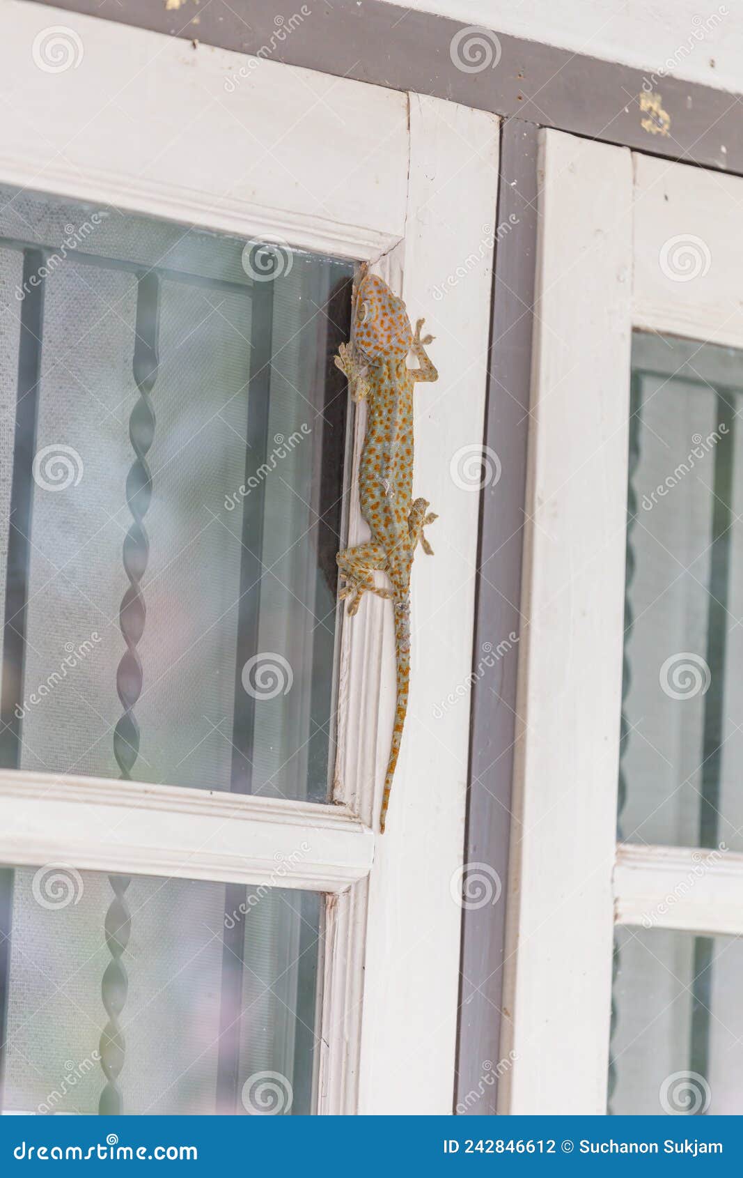 Gecko climbing stock photo. Image of climbing, nature - 242846612