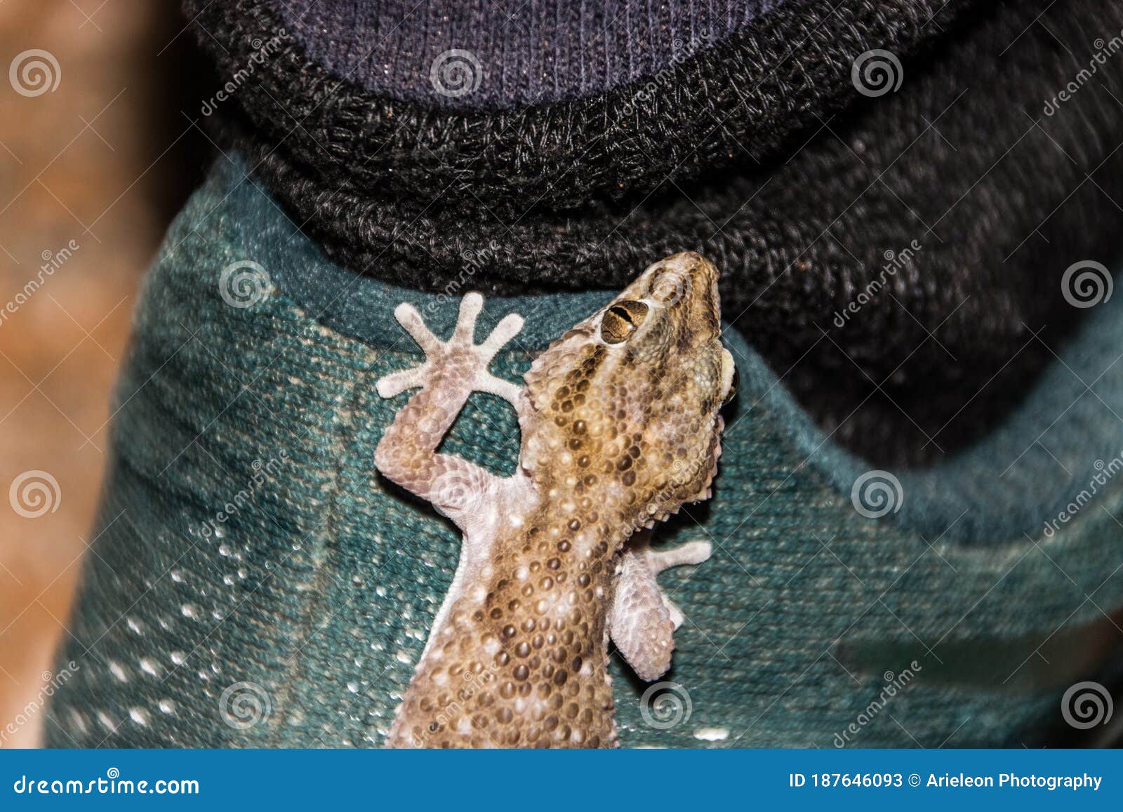 Gecko is Climbing on Things Stock Image - Image of national, care ...
