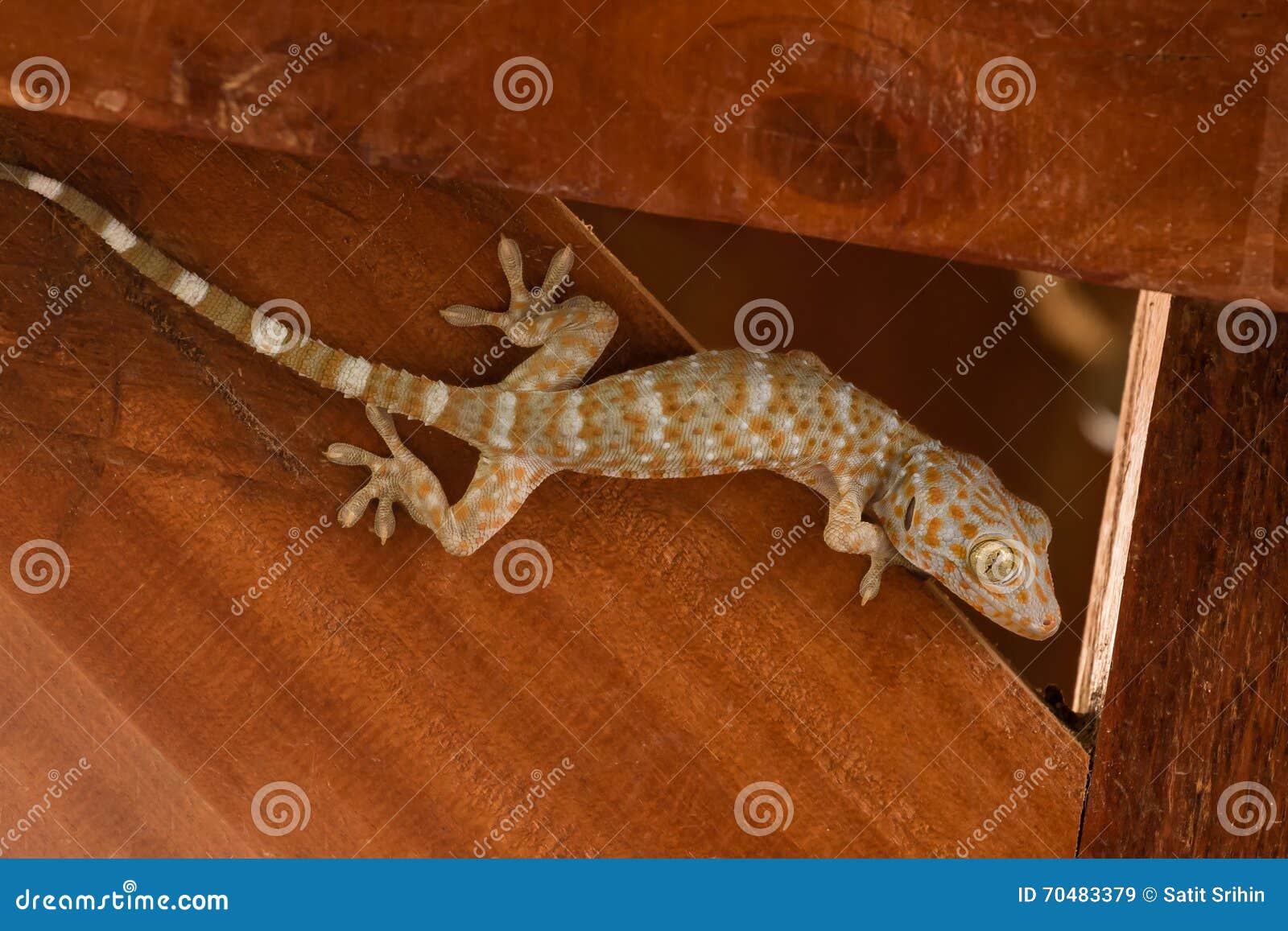 Gecko climbing on wooden stock image. Image of young - 70483379