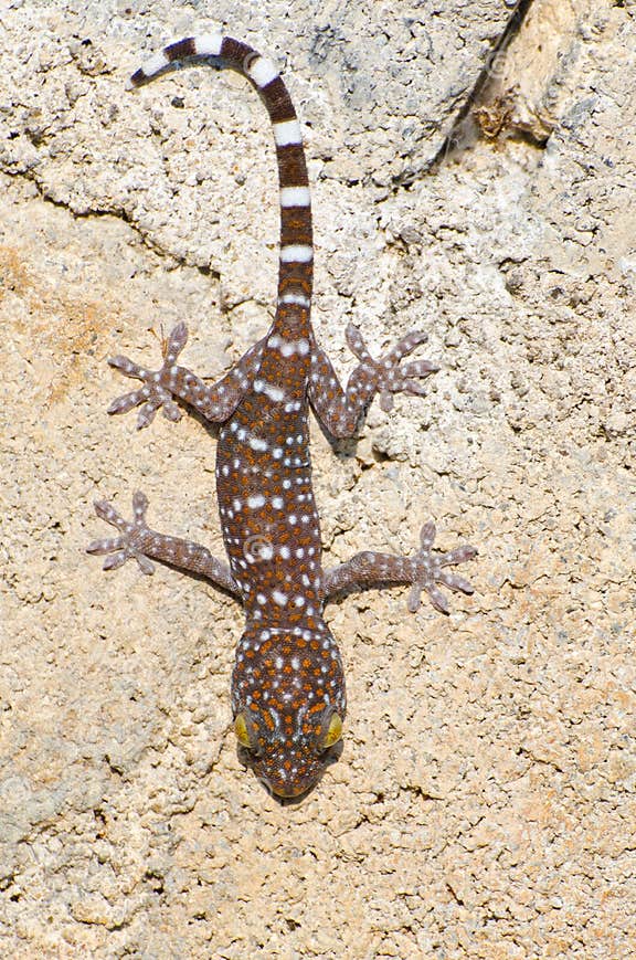 Gecko stock photo. Image of nails, lizard, adorable, hold - 31535032