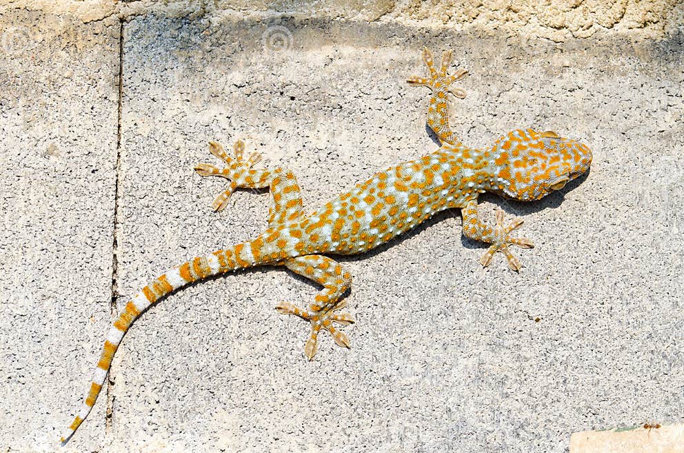 Gecko cling stock photo. Image of scaly, hold, leather - 31535636