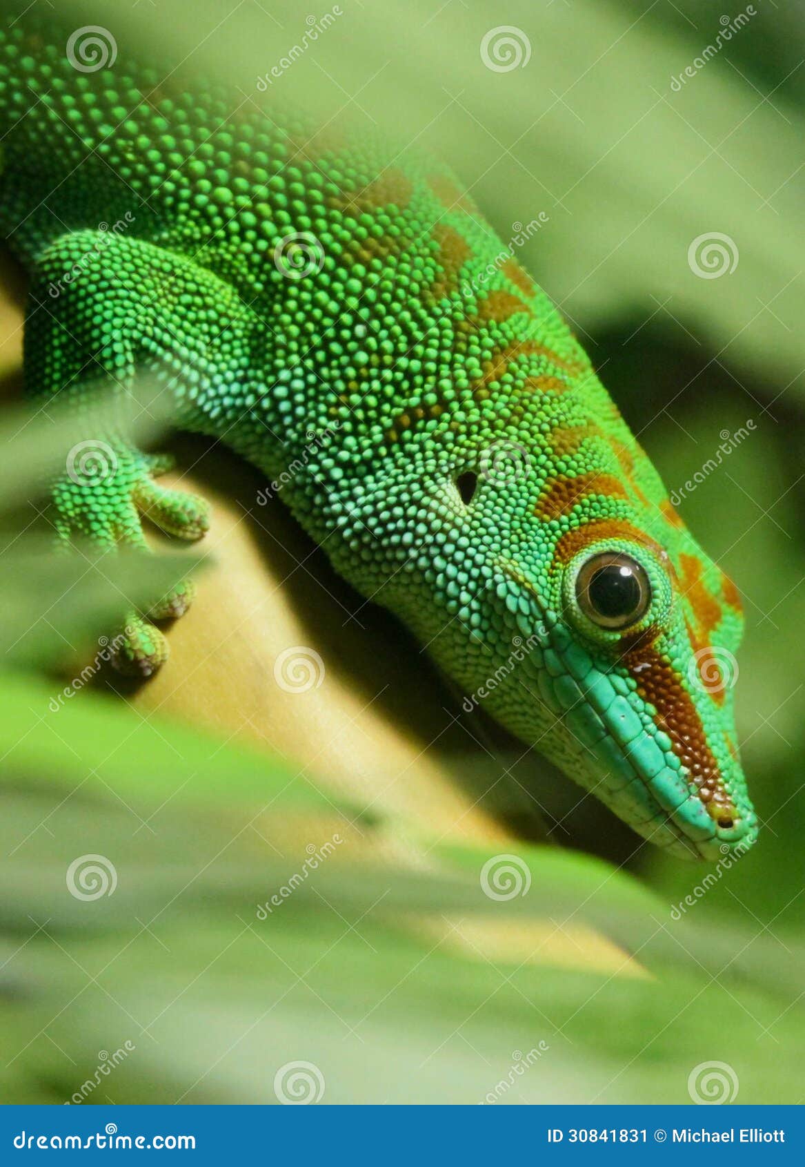 Gecko stock image. Image of leafy, humid, leaf, close - 30841831