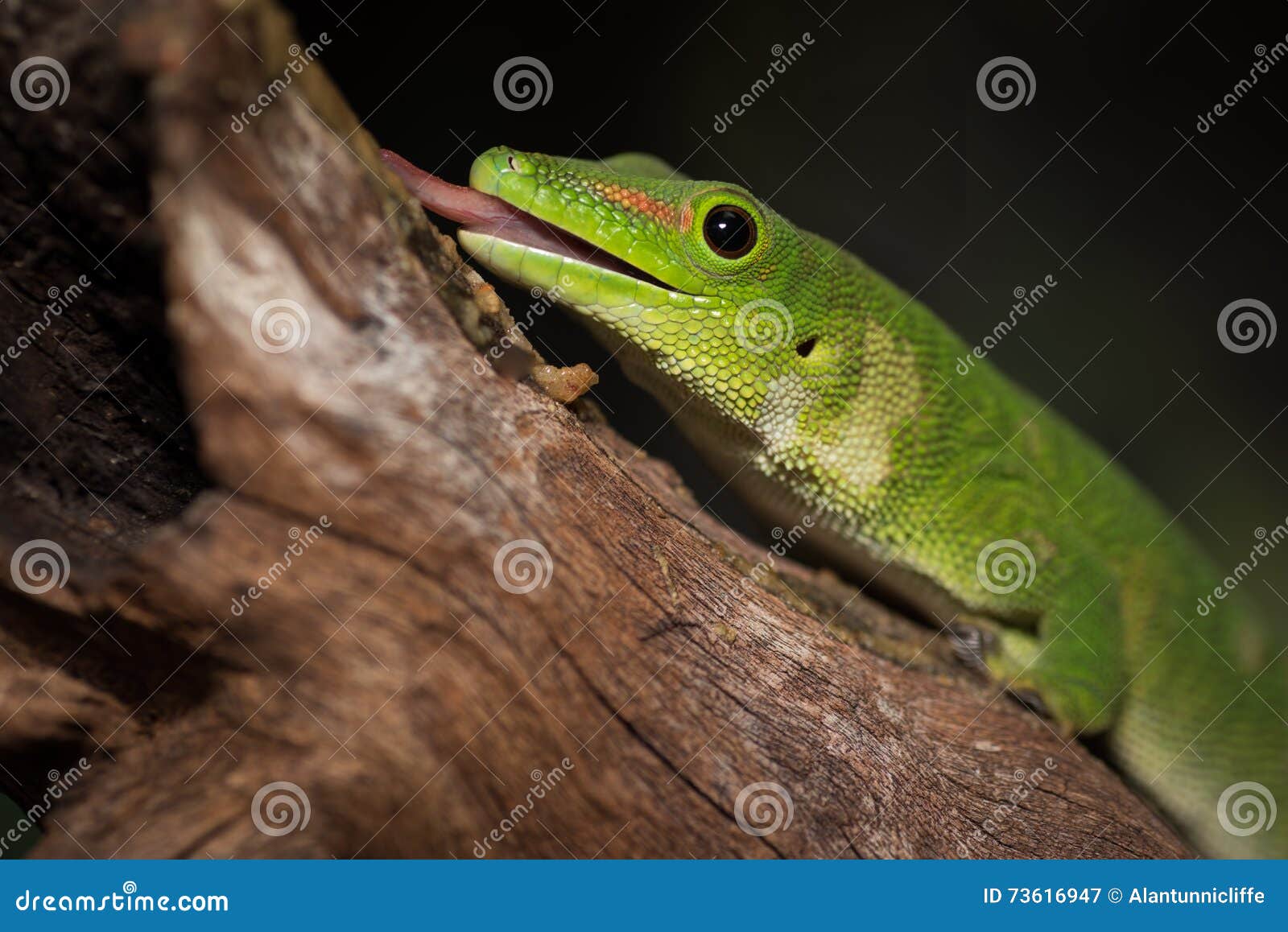 Gecko stock image. Image of mayotte, bright, nature, closeup - 73616947