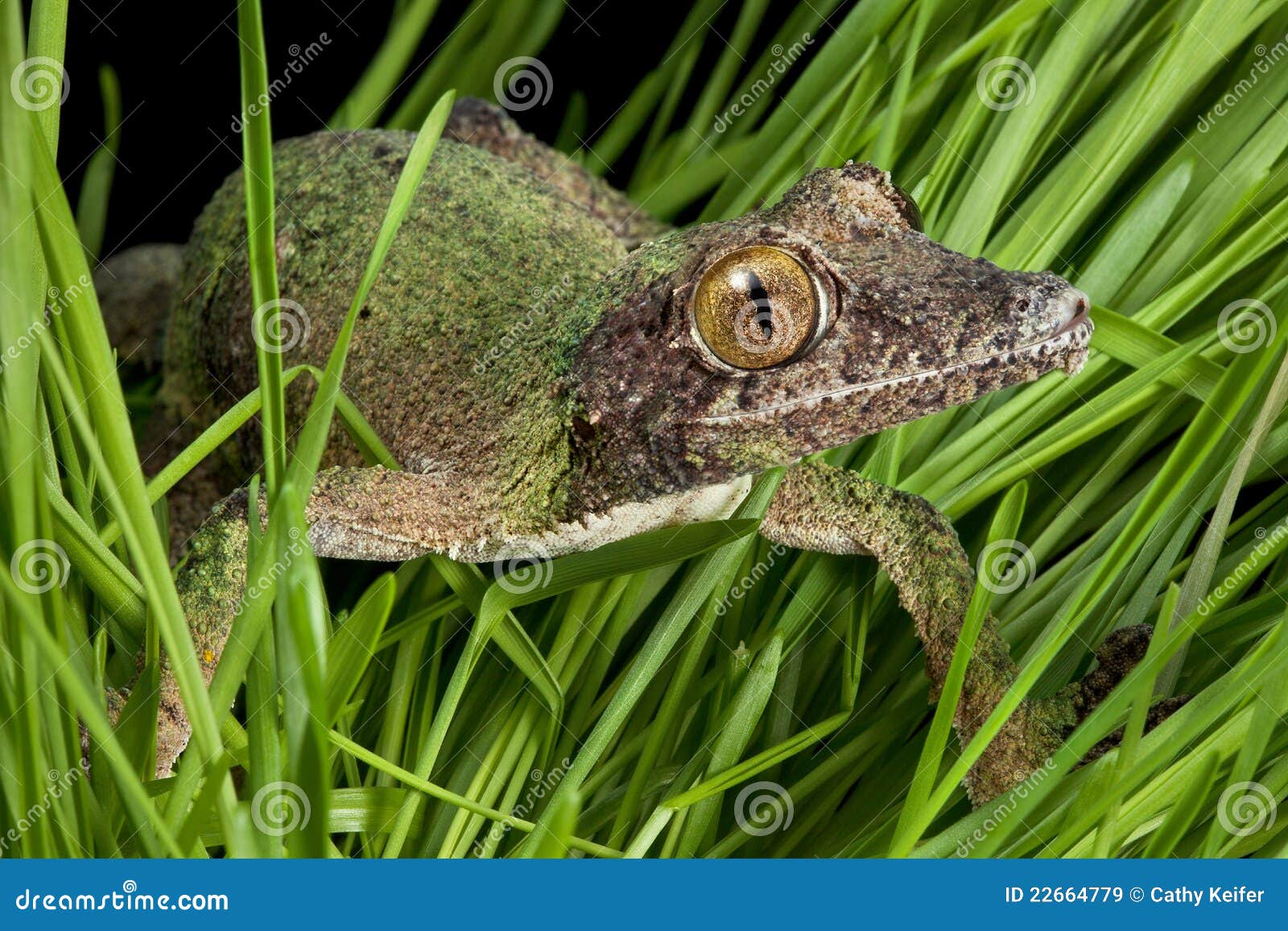 Gecko Crawling through Grass Stock Image - Image of vertebrate, animal ...