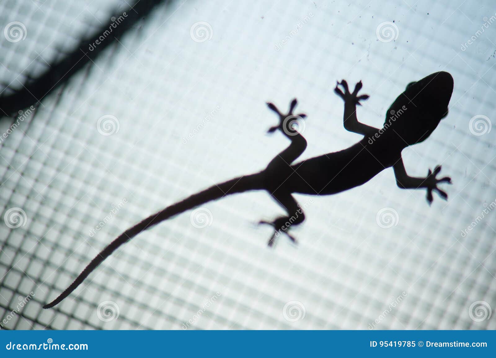 Gecko crawling on mesh stock image. Image of wild, screen - 95419785