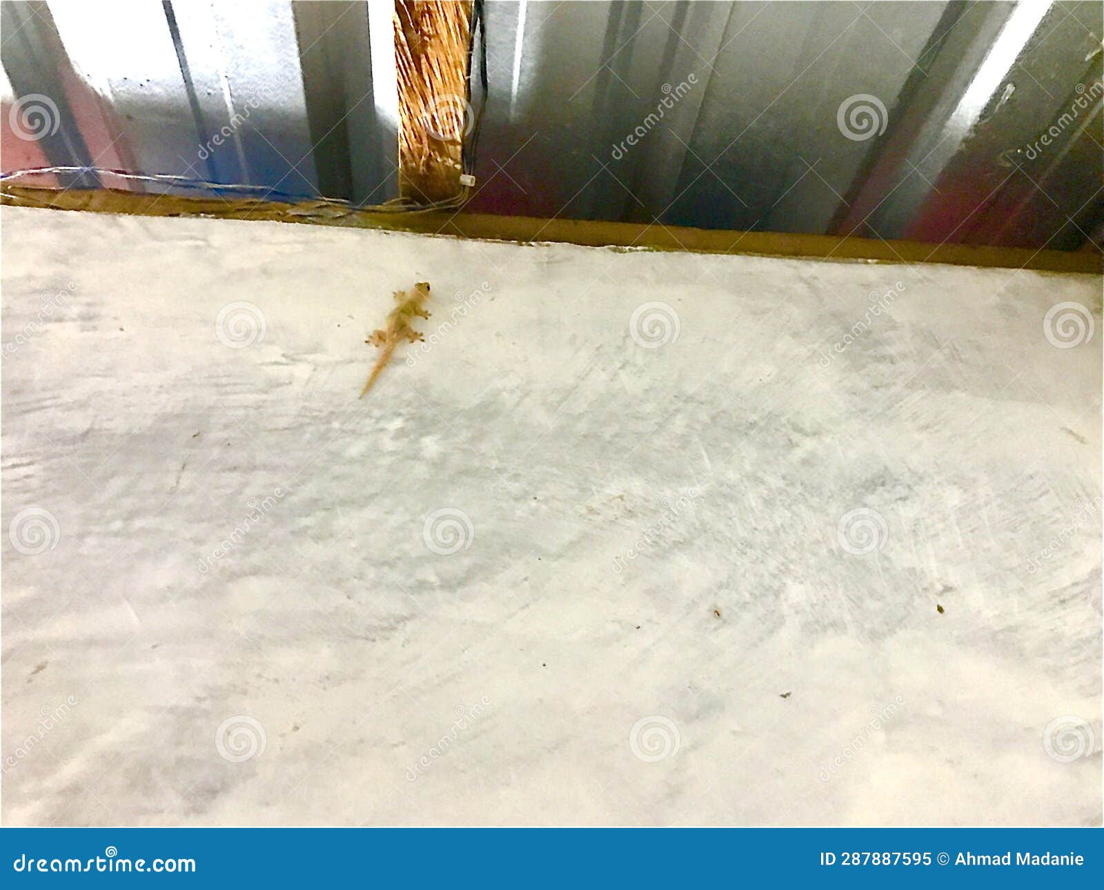 Gecko Crawling on a Wall . House Animal . Animal Stock Image - Image of ...