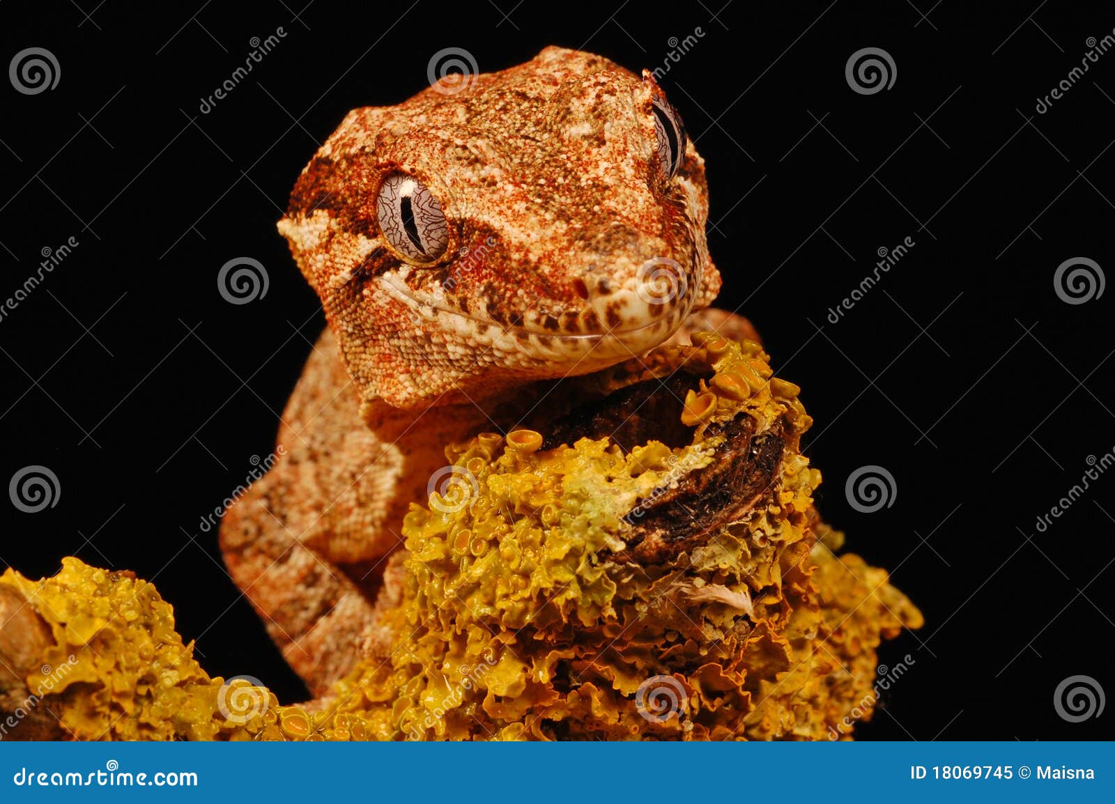 Gecko De Gargouille Sur Le Lichen Image stock - Image du visage ...
