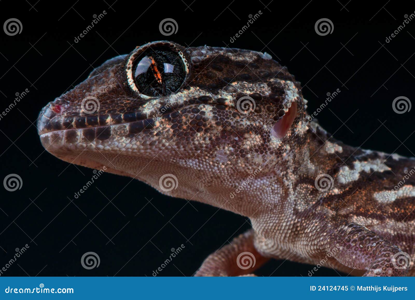 Gecko de la pantera imagen de archivo. Imagen de lagartos - 24124745