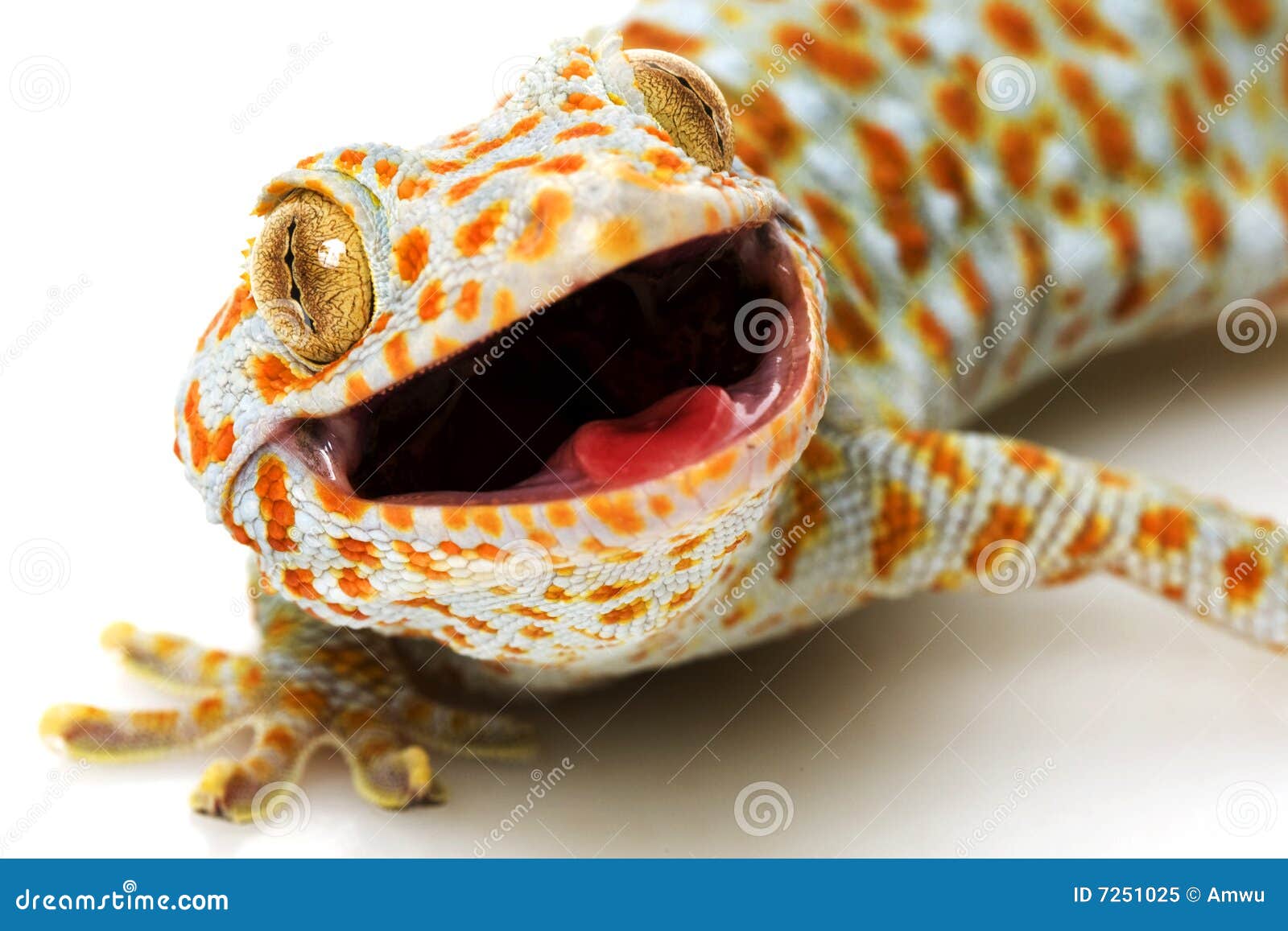 Gecko de Tokay imagen de archivo. Imagen de piel, belleza - 7251025