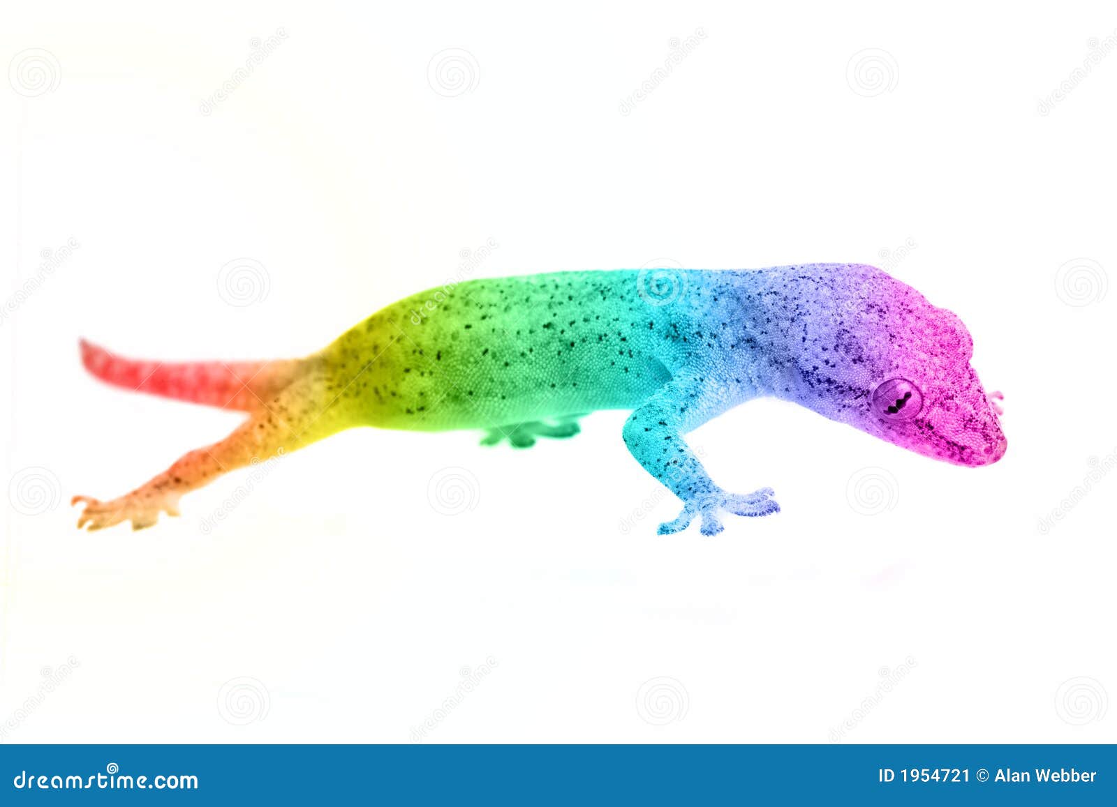 Gecko del arco iris imagen de archivo. Imagen de cubo - 1954721