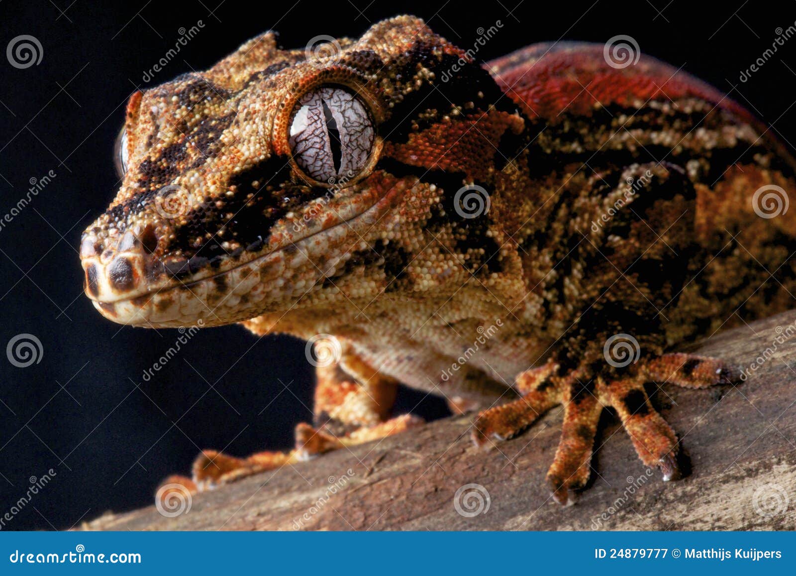 Gecko del Gargoyle imagen de archivo. Imagen de islas - 24879777