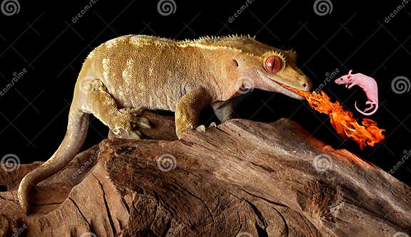 Gecko Dragon Breathing Fire Stock Photo - Image of dragon, horizontal ...