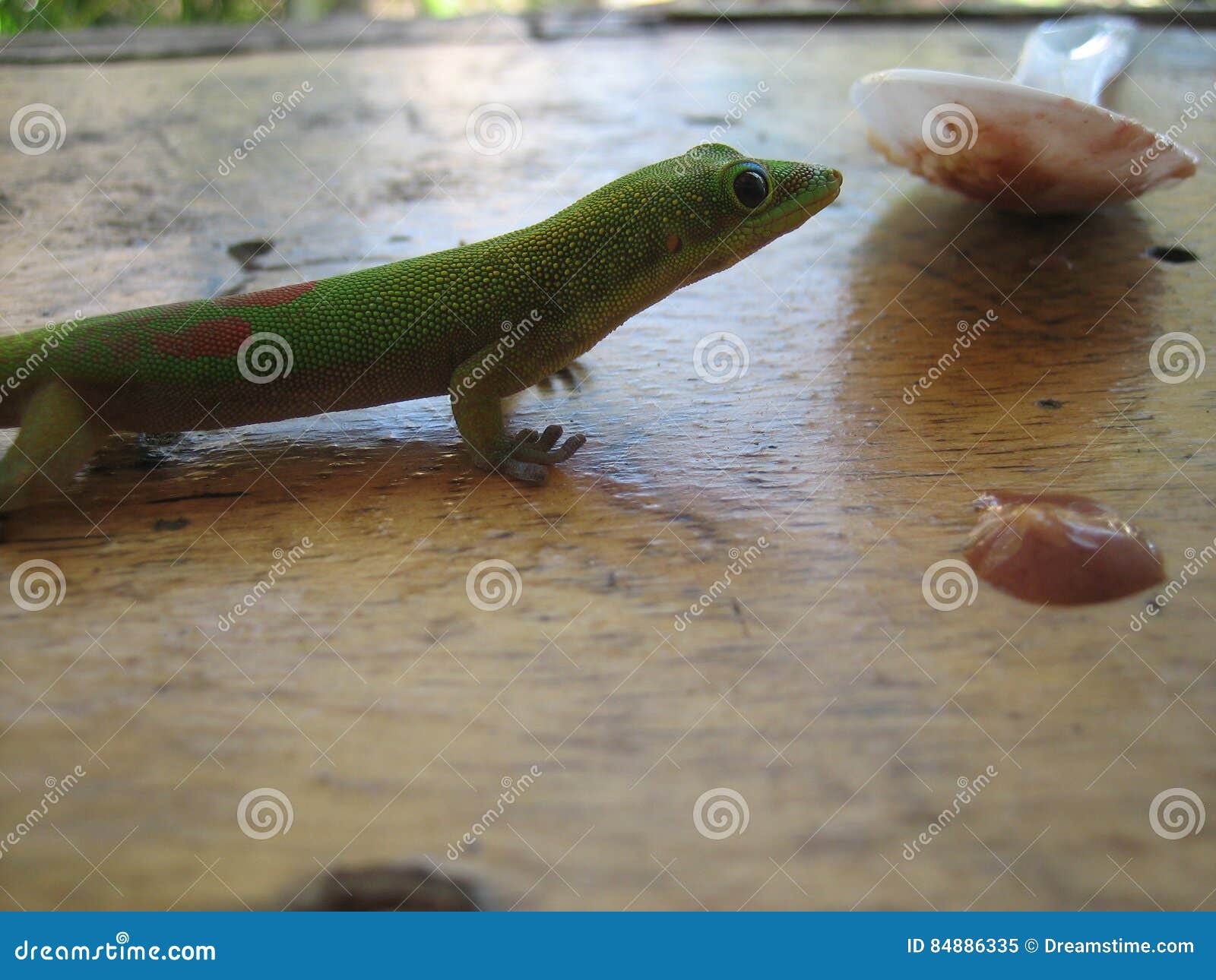Gecko eating acai stock image. Image of hawaii, reptiles - 84886335