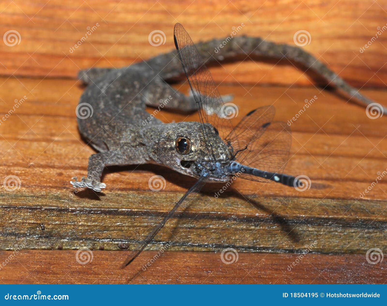 Gecko Eating Dragonfly,honduras, Lizard Royalty-Free Stock Image ...