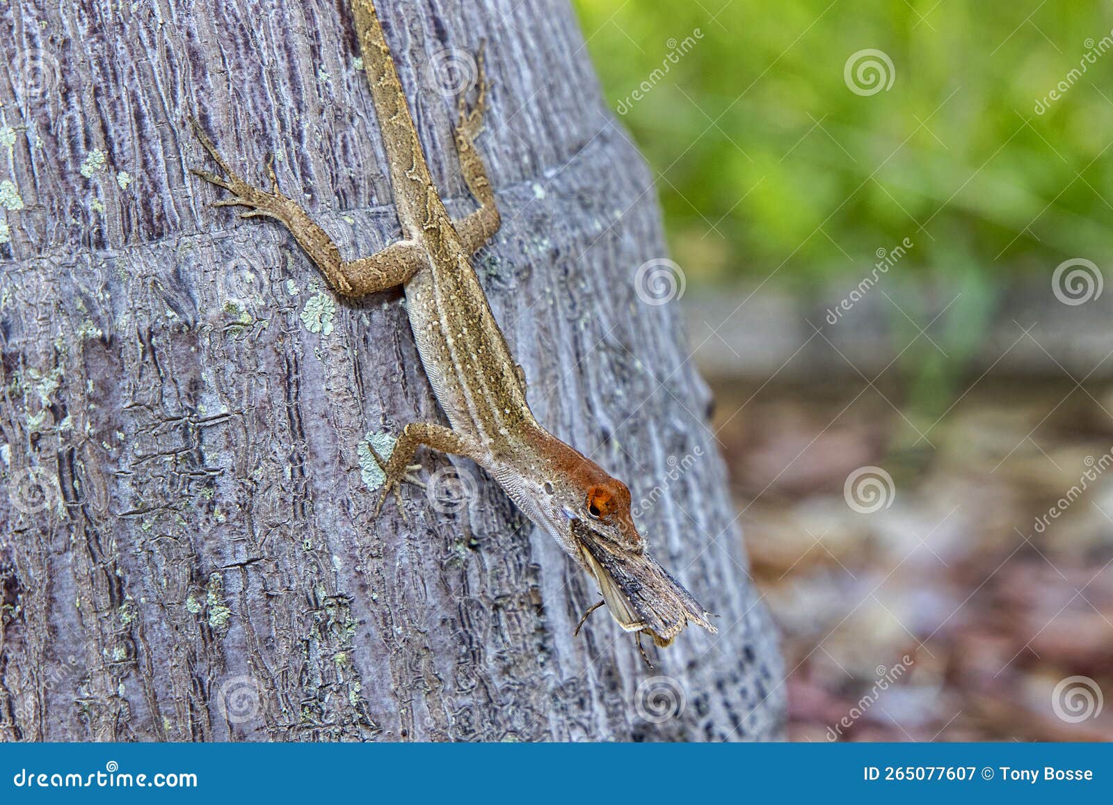 The Gecko Is Eating A Large Centipede In Half, In The Rainy Season, The ...