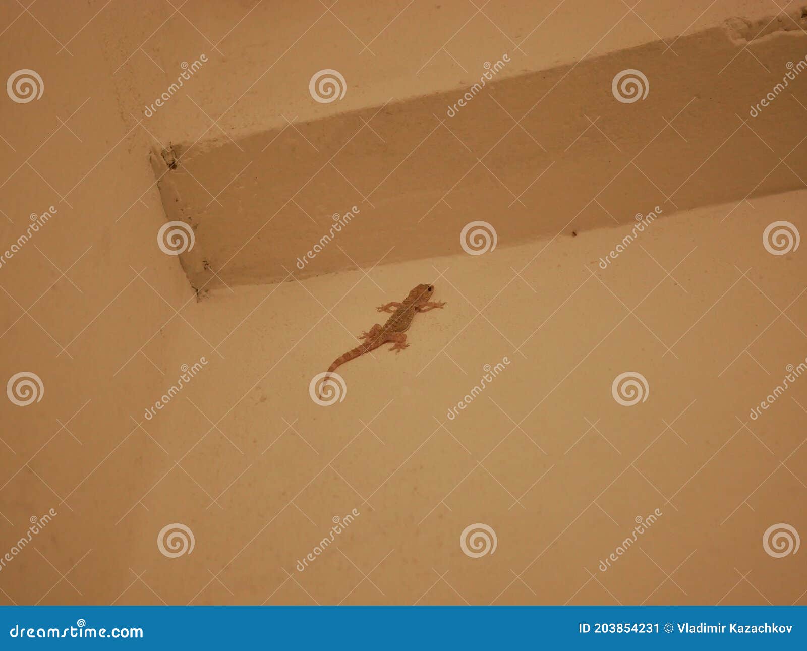 The Gecko Eats a Mosquito. House Lizard or Little Gecko on a White Wall ...