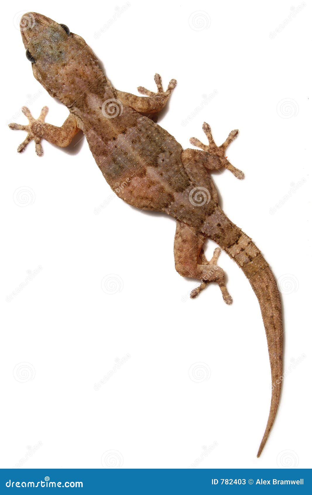Gecko en blanco imagen de archivo. Imagen de blanco, animal - 782403