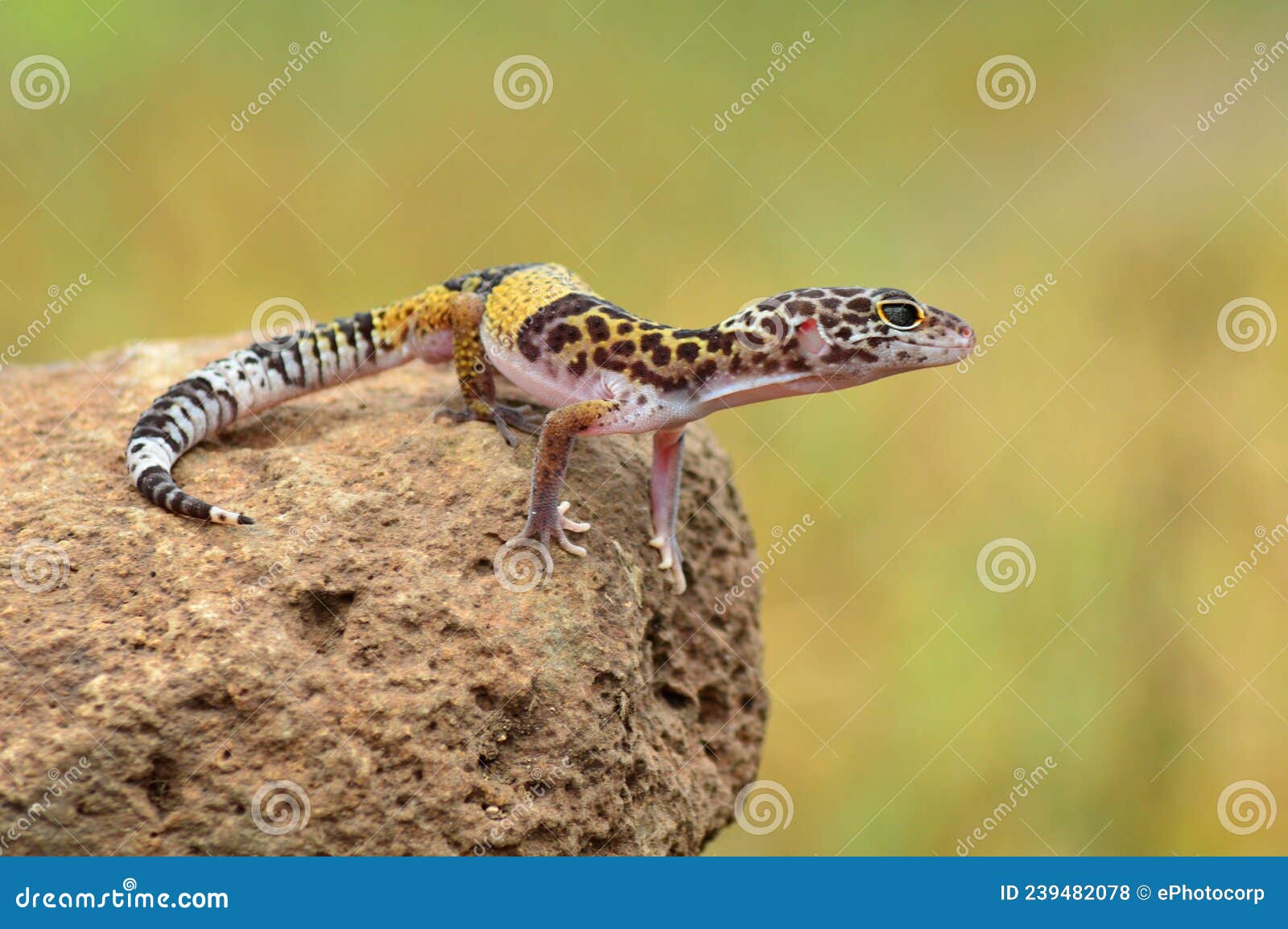 Gecko Eublepharis Fuscus Baramati Maharashtra Foto de archivo - Imagen ...