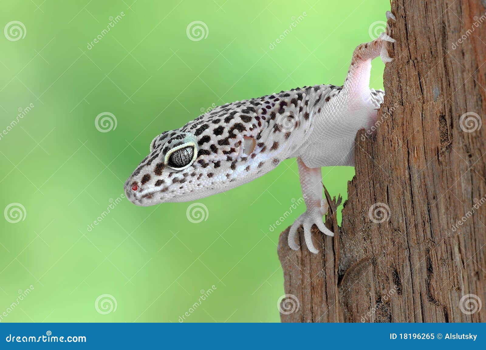 Gecko Eublepharis Macularius Stock Image - Image of macularius, exotic ...