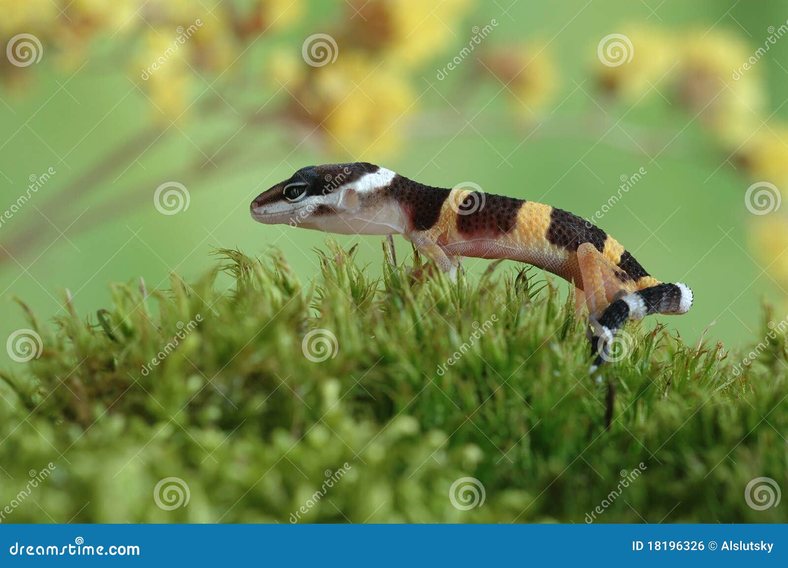 Gecko Eublepharis Macularius Stock Photo - Image of claws, mimicry ...