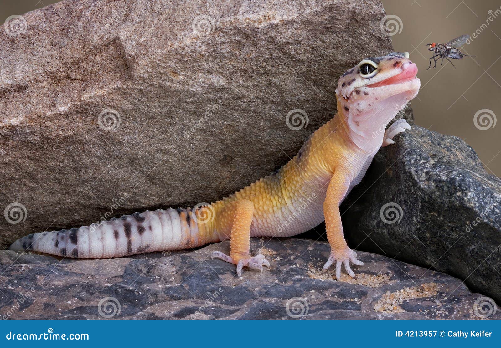 Gecko eyeing fly stock image. Image of spotted, gecko - 4213957