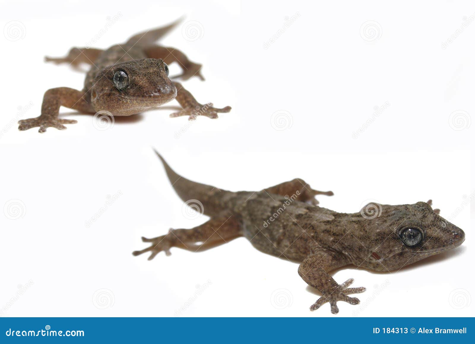 Gecko Fabulous stock image. Image of cute, pair, nocturnal - 184313