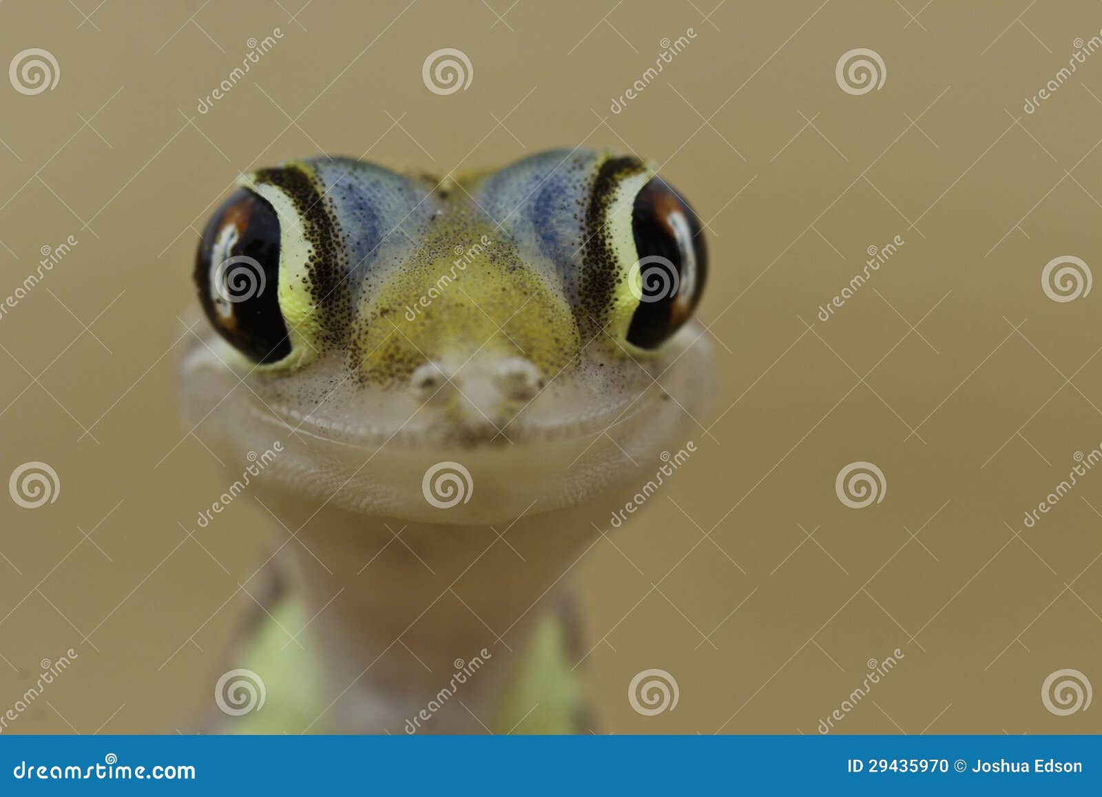 Gecko feliz foto de archivo. Imagen de macro, ojos, desierto - 29435970