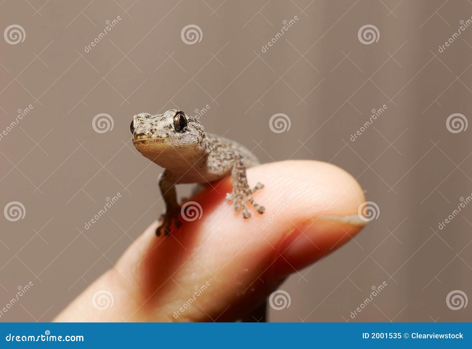 Gecko on finger stock image. Image of marble, detail, small - 2001535