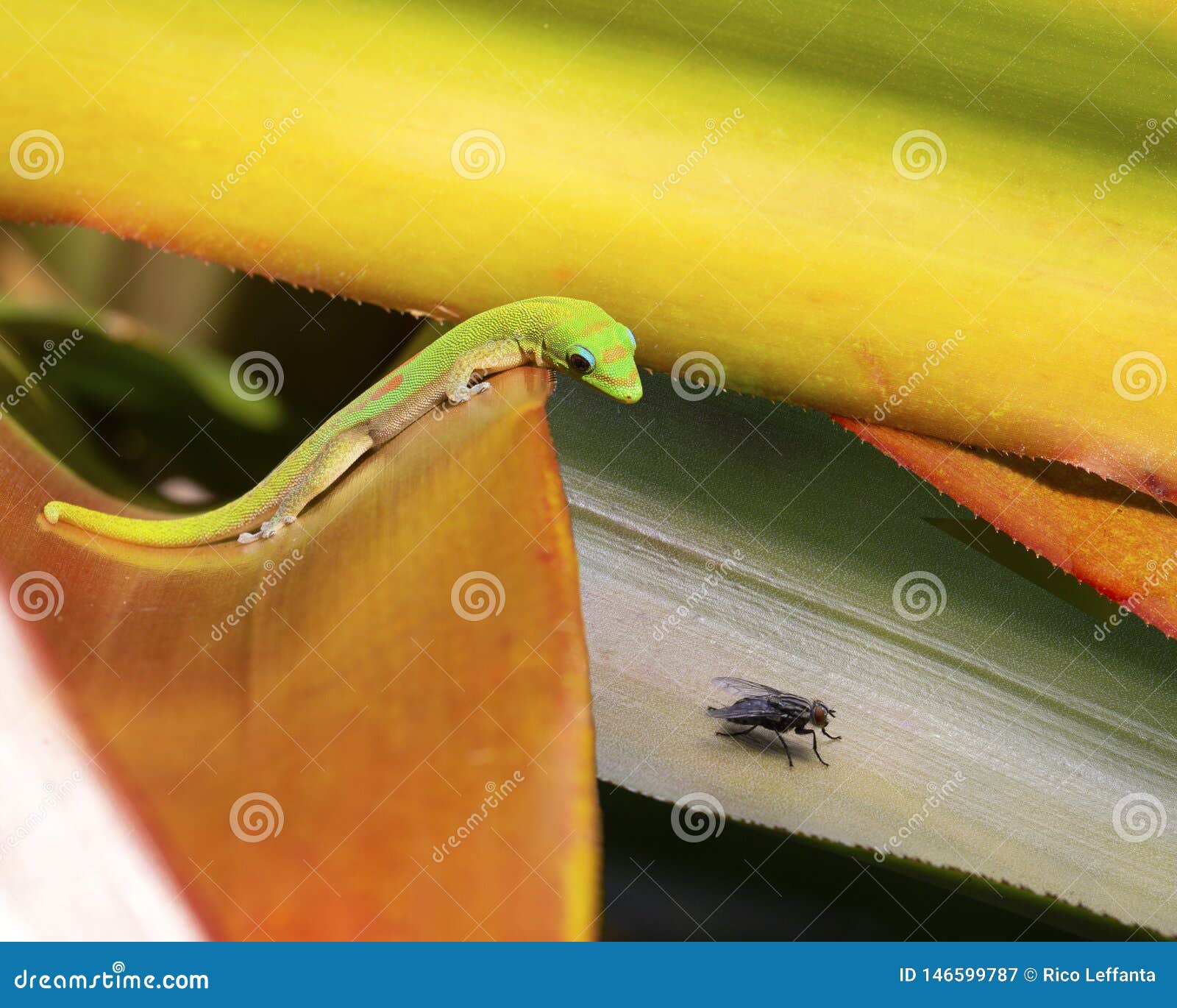 Gecko Fly stock image. Image of bromeliad, forage, laticauda - 146599787