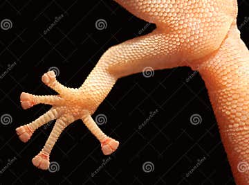 Gecko Foot stock photo. Image of isolated, monsters, gecko - 1059384