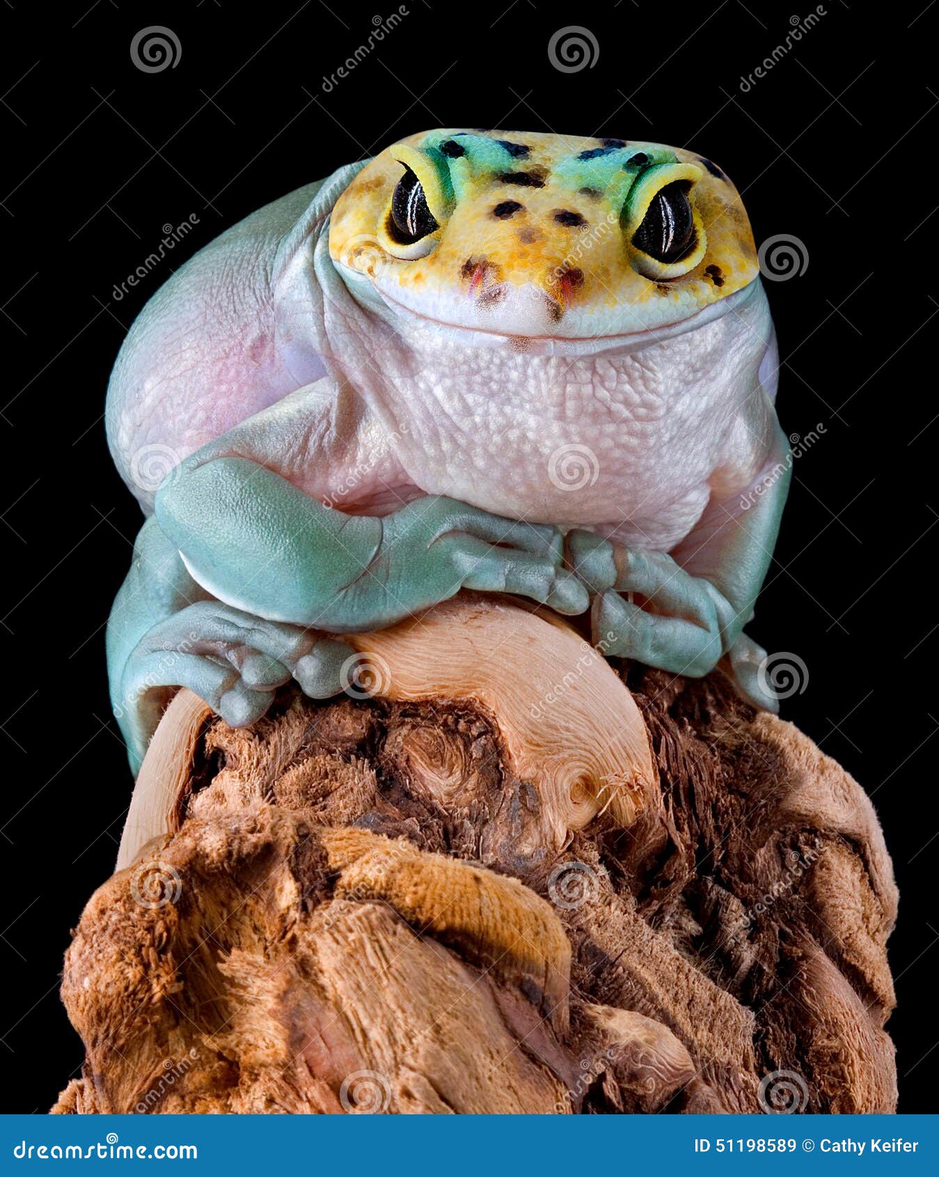 Gecko Frog stock image. Image of tree, whites, frog, scales - 51198589